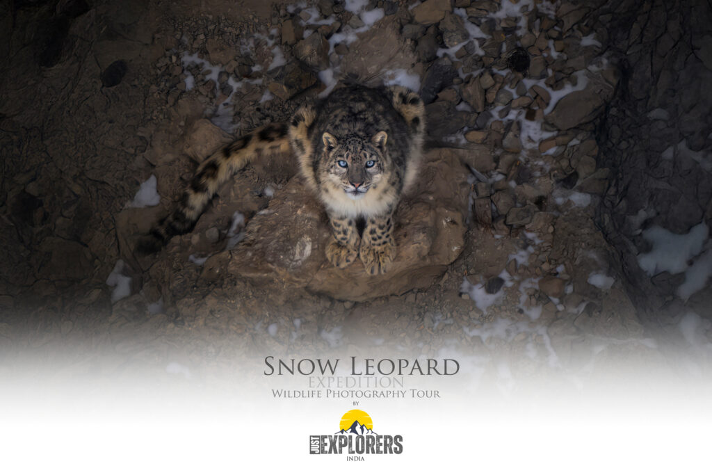 Spiti Valley – Snow Leopard Photography Expedition - JustExplorers